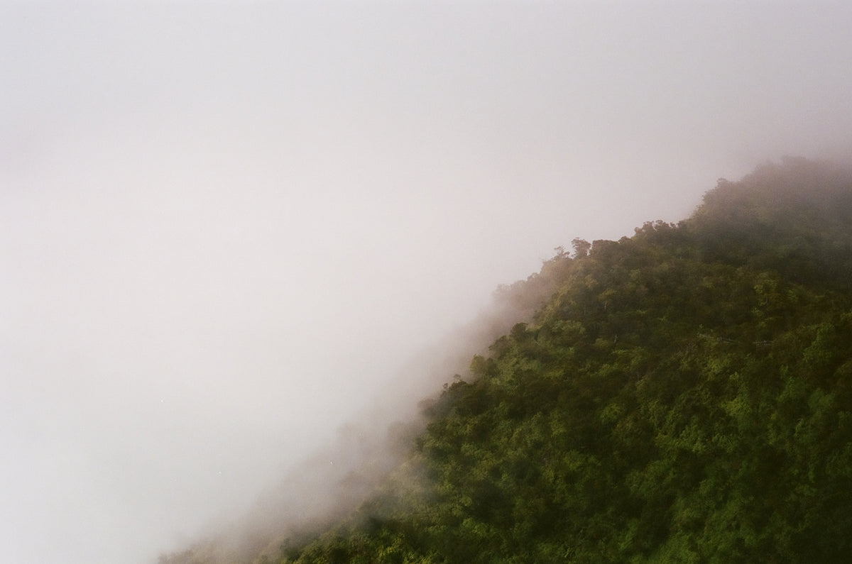 Rainforest, 2022 Film Photograph, 44" x 42" Giclée Print | Little ...
