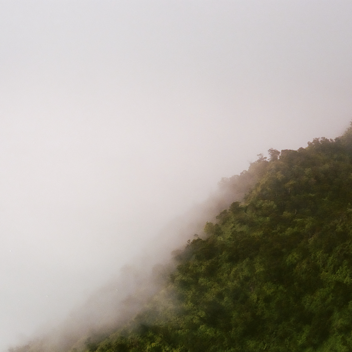 Rainforest, 2022 Film Photograph, 44" x 42" Giclée Print | Little ...